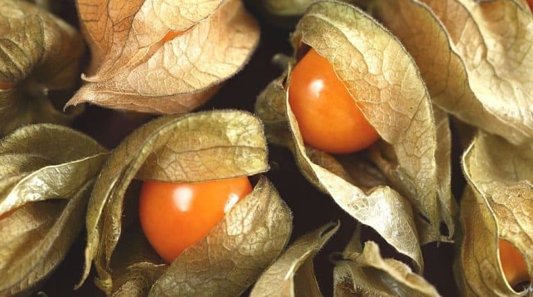 Physalis gesund oder giftig? Was steckt in der Frucht?